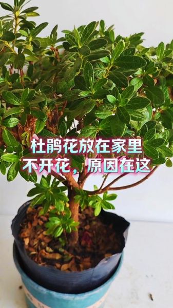 杜鹃花怎么养_杜鹃花为什么不开花-第3张图片-山城妙识 杜鹃花怎么养_杜鹃花为什么不开花-第3张图片-山城妙识