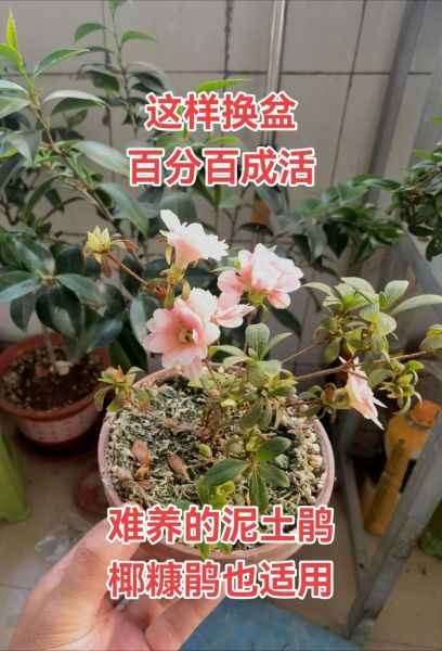 杜鹃花怎么养_杜鹃花为什么不开花-第1张图片-山城妙识 杜鹃花怎么养_杜鹃花为什么不开花-第1张图片-山城妙识