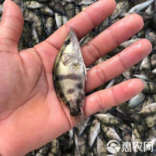 桂鱼鱼苗多少钱一斤_桂鱼苗批发价格行情-第2张图片-山城妙识