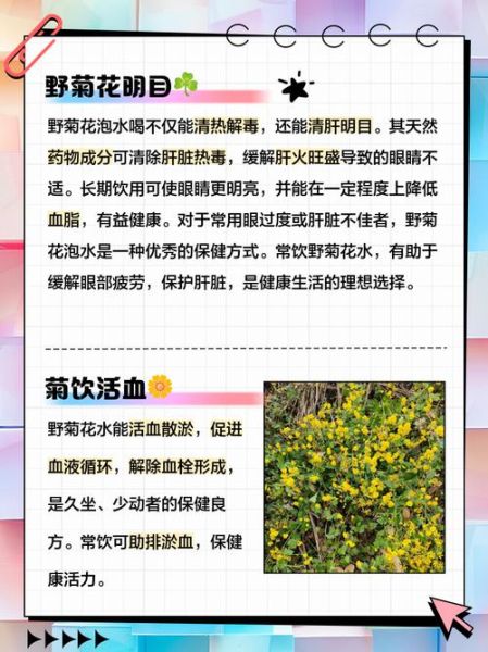 野菊花泡水喝的功效与禁忌_什么人不能喝-第1张图片-山城妙识 野菊花泡水喝的功效与禁忌_什么人不能喝-第1张图片-山城妙识