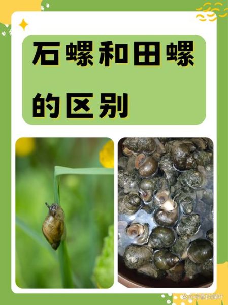 田螺的功效与作用_田螺与什么相克-第3张图片-山城妙识