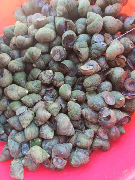 田螺的功效与作用_田螺与什么相克-第1张图片-山城妙识