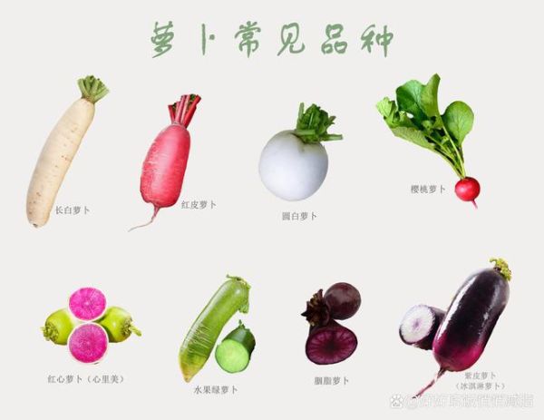 萝卜品种大全图片_常见萝卜种类有哪些-第2张图片-山城妙识 萝卜品种大全图片_常见萝卜种类有哪些-第2张图片-山城妙识