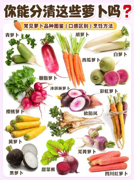 萝卜品种大全图片_常见萝卜种类有哪些-第1张图片-山城妙识 萝卜品种大全图片_常见萝卜种类有哪些-第1张图片-山城妙识