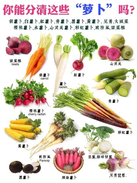 萝卜品种大全图片_常见萝卜种类有哪些-第3张图片-山城妙识 萝卜品种大全图片_常见萝卜种类有哪些-第3张图片-山城妙识