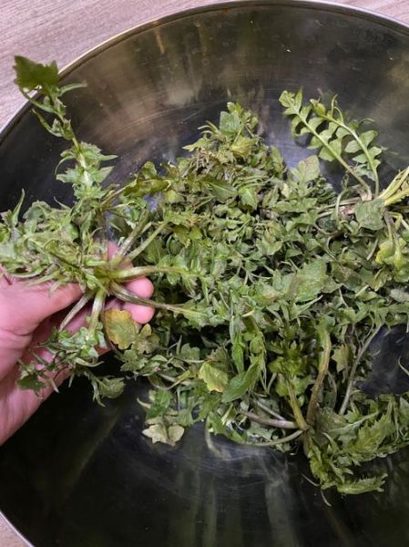 菱角菜的功效与作用_菱角菜怎么吃最营养-第1张图片-山城妙识