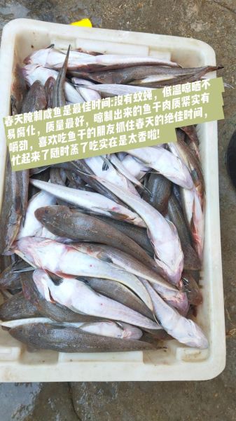 自制咸鱼怎么腌制_咸鱼腌制多久才入味-第1张图片-山城妙识