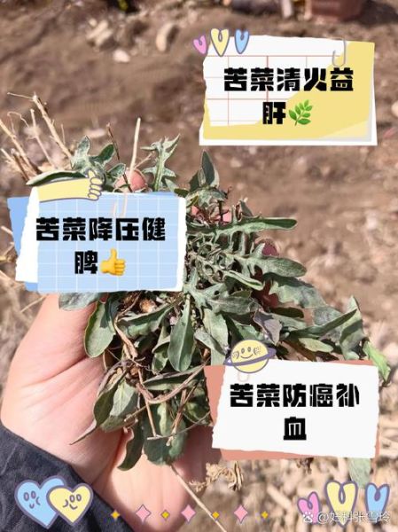 苦菜的功效与作用及禁忌_什么人不能吃苦菜-第2张图片-山城妙识