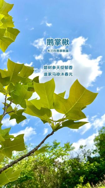 鹅掌楸属怎么区分_鹅掌楸属有哪些品种-第1张图片-山城妙识