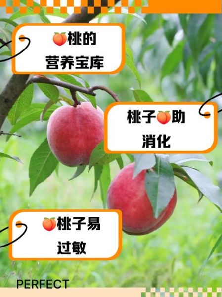 吃桃子的好处和坏处有哪些_吃桃子会上火吗-第3张图片-山城妙识