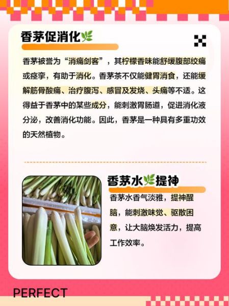 香茅草泡水喝的功效_香茅茶能天天喝吗-第1张图片-山城妙识