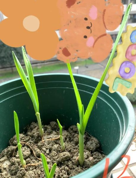 蒜苗怎么种_蒜苗种植视频教程-第1张图片-山城妙识