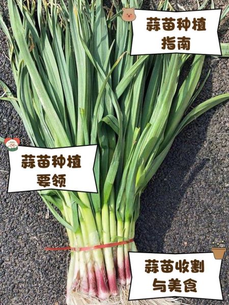 蒜苗怎么种_蒜苗种植视频教程-第3张图片-山城妙识