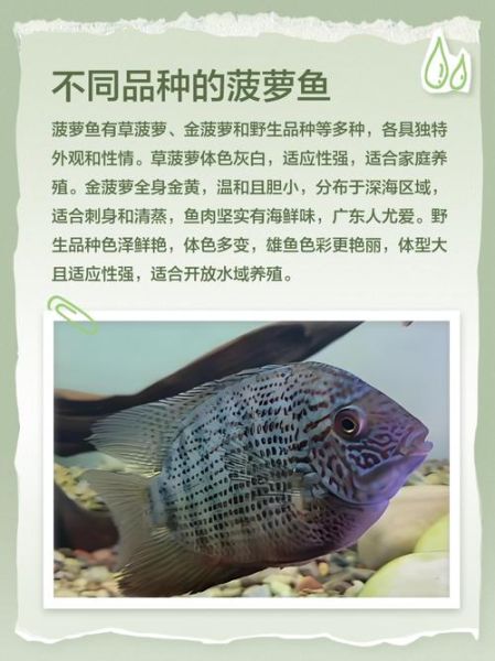 菠萝鱼繁殖条件_菠萝鱼繁殖水温多少合适-第2张图片-山城妙识