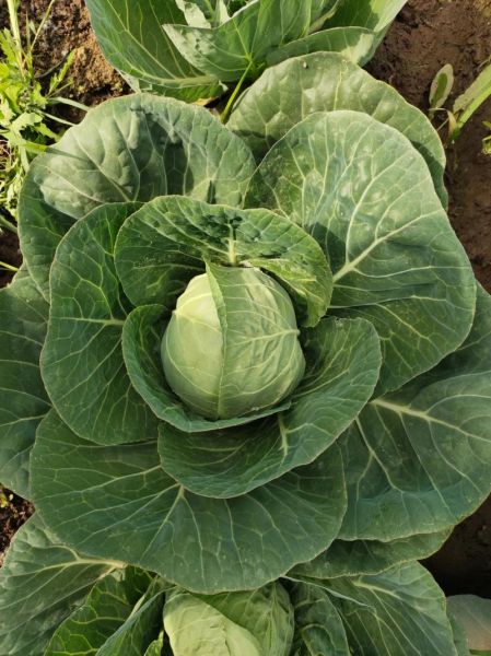 绿橄榄菜长什么样子_如何辨别真假绿橄榄菜-第1张图片-山城妙识