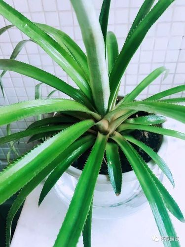 菠萝手机开机键在哪_菠萝手机怎么强制重启-第2张图片-山城妙识