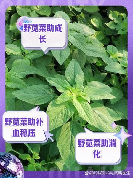 苋菜的功效与作用禁忌_苋菜怎么保存-第1张图片-山城妙识