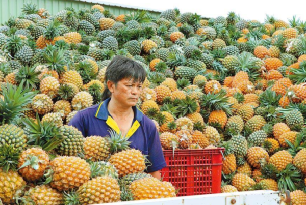 台湾凤梨还能吃吗_大陆何时恢复进口-第3张图片-山城妙识 台湾凤梨还能吃吗_大陆何时恢复进口-第3张图片-山城妙识