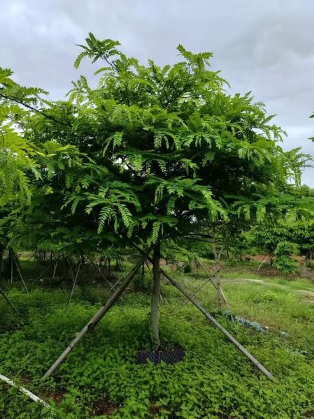 花扁豆怎么种_花扁豆营养价值高吗-第1张图片-山城妙识