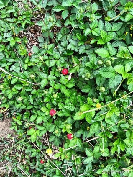 蛇莓和野草莓的区别_怎么分辨-第3张图片-山城妙识