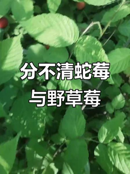 蛇莓和野草莓的区别_怎么分辨-第1张图片-山城妙识
