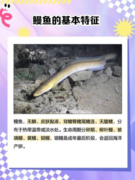 鳗鲡怎么读_鳗鲡和鳗鱼区别-第2张图片-山城妙识