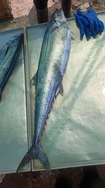 鲅鱼图片欣赏_高清大全哪里找-第1张图片-山城妙识