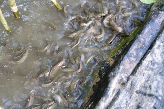 莲藕种植技术套养泥鳅_泥鳅在藕田怎么养-第2张图片-山城妙识 莲藕种植技术套养泥鳅_泥鳅在藕田怎么养-第2张图片-山城妙识