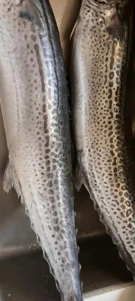 鲅鱼图片欣赏_高清大全哪里找-第2张图片-山城妙识