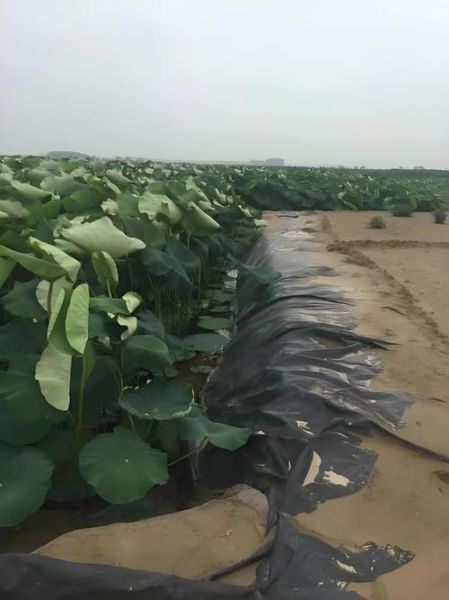 莲藕种植技术套养泥鳅_泥鳅在藕田怎么养-第3张图片-山城妙识 莲藕种植技术套养泥鳅_泥鳅在藕田怎么养-第3张图片-山城妙识