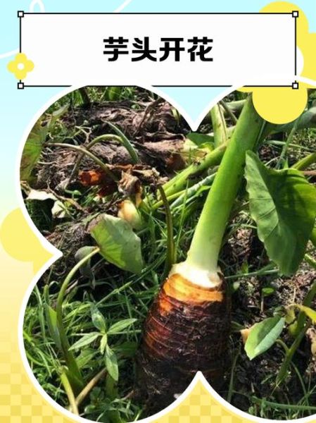 芋头花的功效与作用_孕妇可以吃吗-第2张图片-山城妙识 芋头花的功效与作用_孕妇可以吃吗-第2张图片-山城妙识