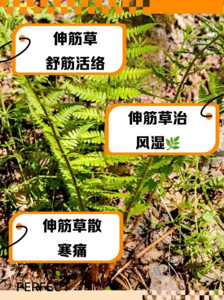 伸筋草的功效与作用及禁忌_伸筋草可以长期泡水喝吗-第1张图片-山城妙识 伸筋草的功效与作用及禁忌_伸筋草可以长期泡水喝吗-第1张图片-山城妙识