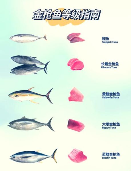 鰤鱼是什么鱼_鰤鱼和金枪鱼的区别-第1张图片-山城妙识 鰤鱼是什么鱼_鰤鱼和金枪鱼的区别-第1张图片-山城妙识