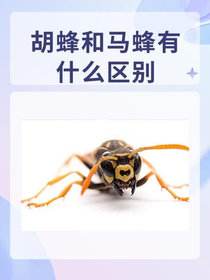 转化糖浆和蜂蜜的区别_哪个更健康-第3张图片-山城妙识