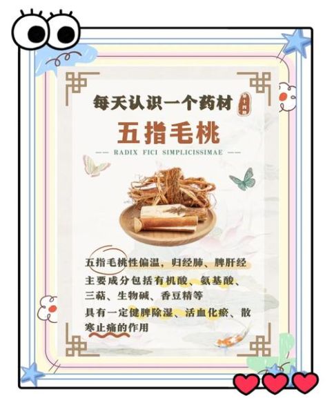 五指毛桃禁忌人群有哪些_哪些人不能吃五指毛桃-第3张图片-山城妙识