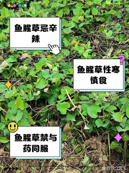 鱼腥草什么人不能吃_鱼腥草禁忌人群有哪些-第1张图片-山城妙识