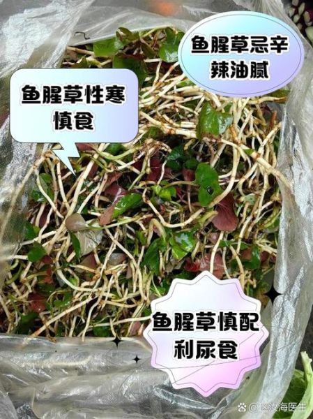 鱼腥草什么人不能吃_鱼腥草禁忌人群有哪些-第2张图片-山城妙识