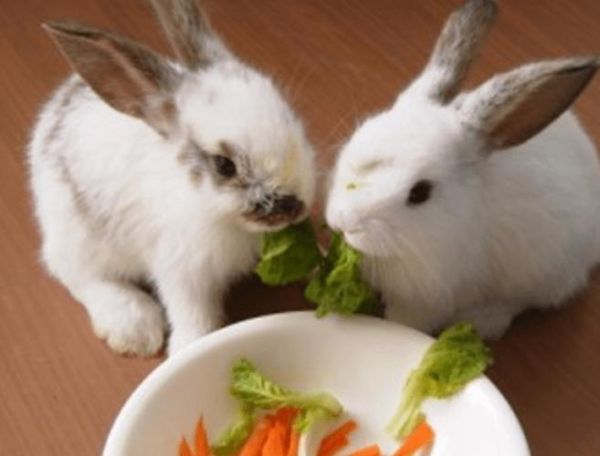 兔子怎么养_兔子吃什么最健康-第3张图片-山城妙识