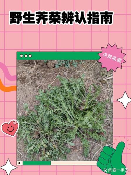 荠菜图片大全_荠菜怎么辨认-第1张图片-山城妙识