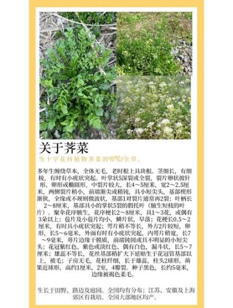 荠菜图片大全_荠菜怎么辨认-第2张图片-山城妙识