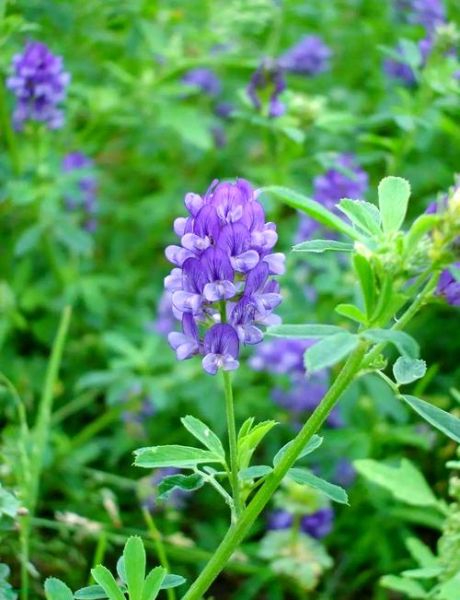 紫苜蓿草图片怎么识别_紫苜蓿草和紫花苜蓿区别-第1张图片-山城妙识