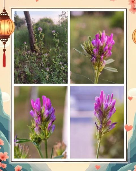 紫苜蓿草图片怎么识别_紫苜蓿草和紫花苜蓿区别-第3张图片-山城妙识