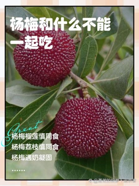 杨梅怎么吃_杨梅不能和什么一起吃-第1张图片-山城妙识