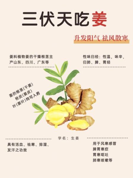 生姜的功效与作用禁忌_生姜吃多了会上火吗-第1张图片-山城妙识 生姜的功效与作用禁忌_生姜吃多了会上火吗-第1张图片-山城妙识