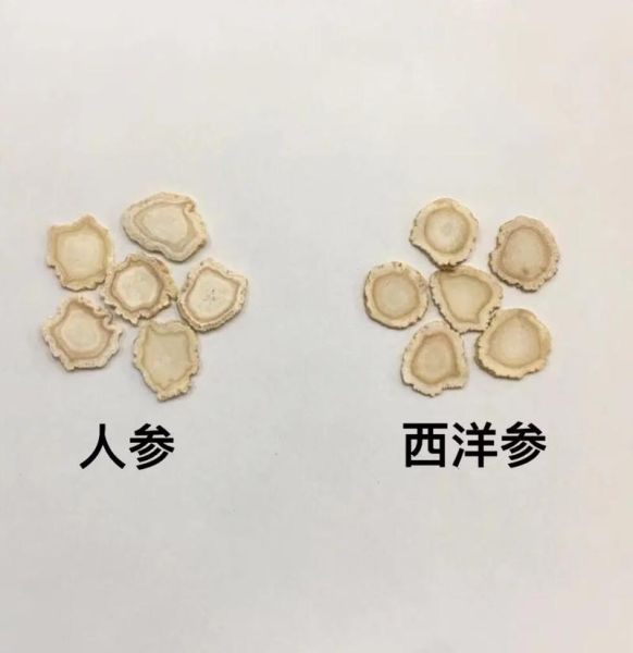 西洋参图片大全大图_西洋参怎么挑选-第3张图片-山城妙识