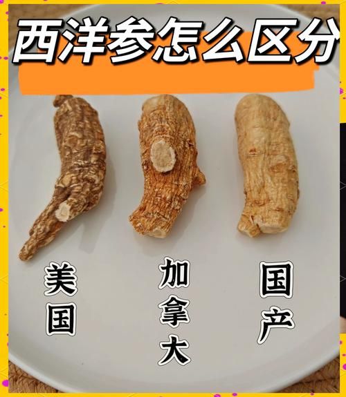 西洋参图片大全大图_西洋参怎么挑选-第1张图片-山城妙识