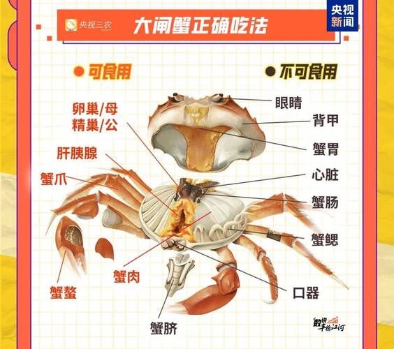 螃蟹结构图部位名称_如何区分公母蟹-第2张图片-山城妙识