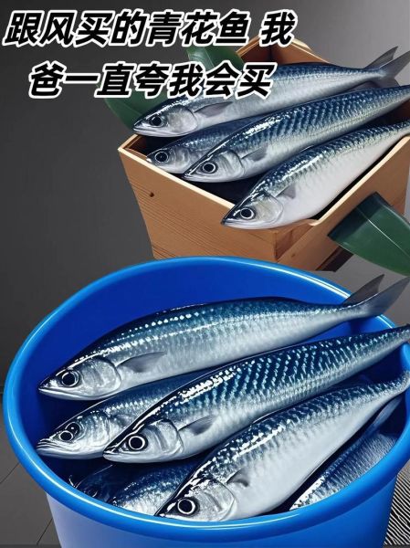 鲭鱼王图片_鲭鱼王怎么分辨真假-第3张图片-山城妙识