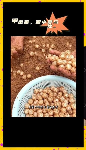 甲鱼蛋怎么做好吃_甲鱼蛋的做法大全-第2张图片-山城妙识