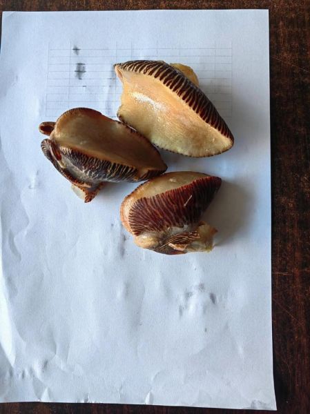 椰子螺珍珠多少钱一颗_椰子螺珍珠价格表-第3张图片-山城妙识